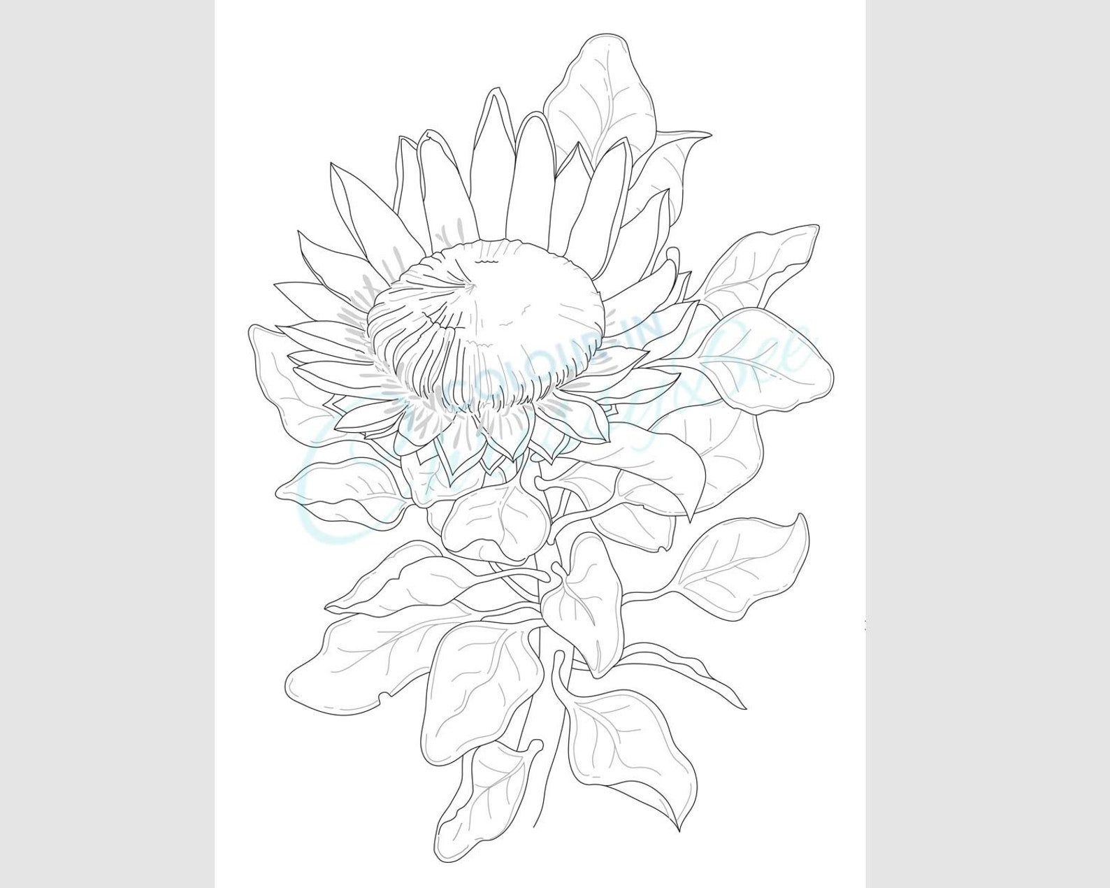 King Protea Colouring Page, African Wildflower Print (PDF Printable ...