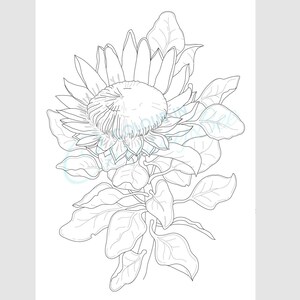 King Protea Colouring Page, African Wildflower Print (PDF Printable ...