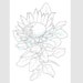 Protea Colouring Page, King Protea Printable, African Wildflower ...
