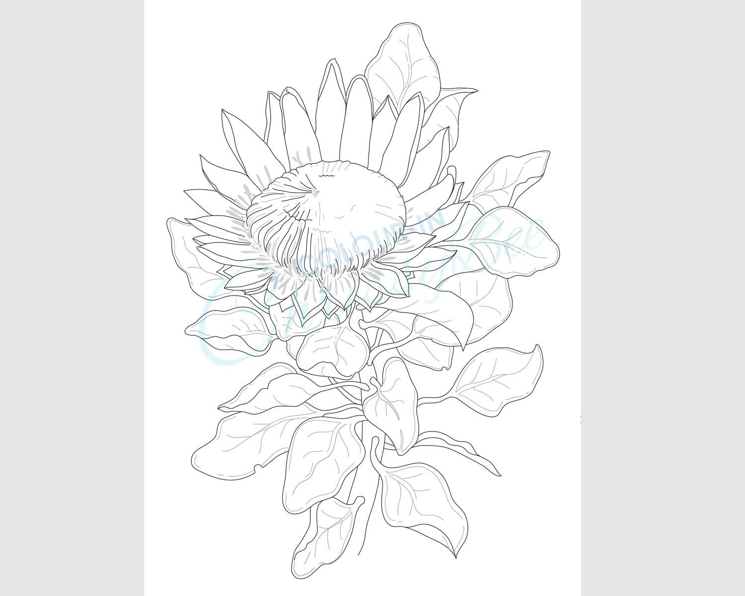 Protea Colouring Page, King Protea Printable, African Wildflower ...