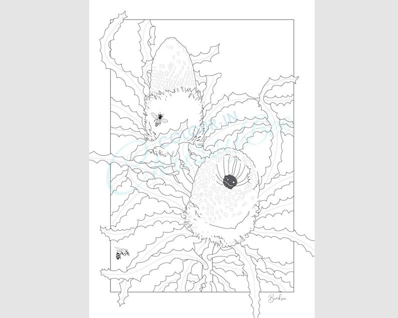 Banksia and Bees Colouring Page, Australian Wildflowers (PDF Printable ...