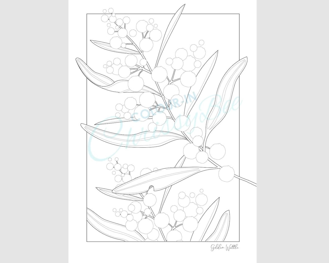 Golden Wattle Colouring Page, Australian Wildflower Print (digital ...