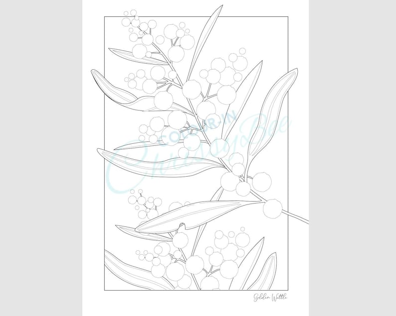 Australian Wildflower Colouring Page, Golden Wattle Printable, Native ...