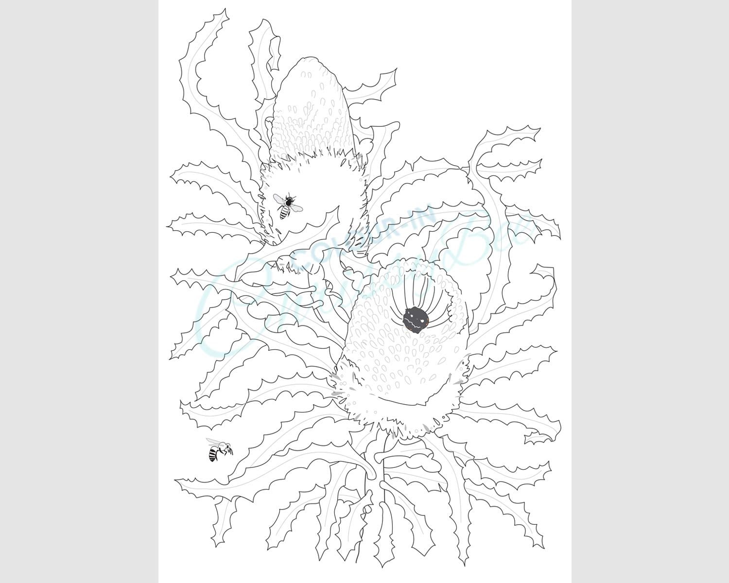 Native Wildflower Colouring Page, Australian Flowers Printable, Banksia ...