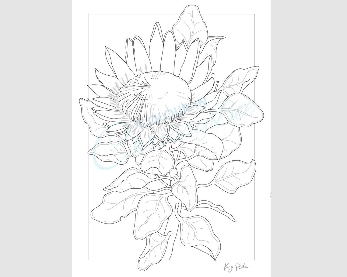 King Protea Colouring Page, African Wildflower Print (PDF Printable ...
