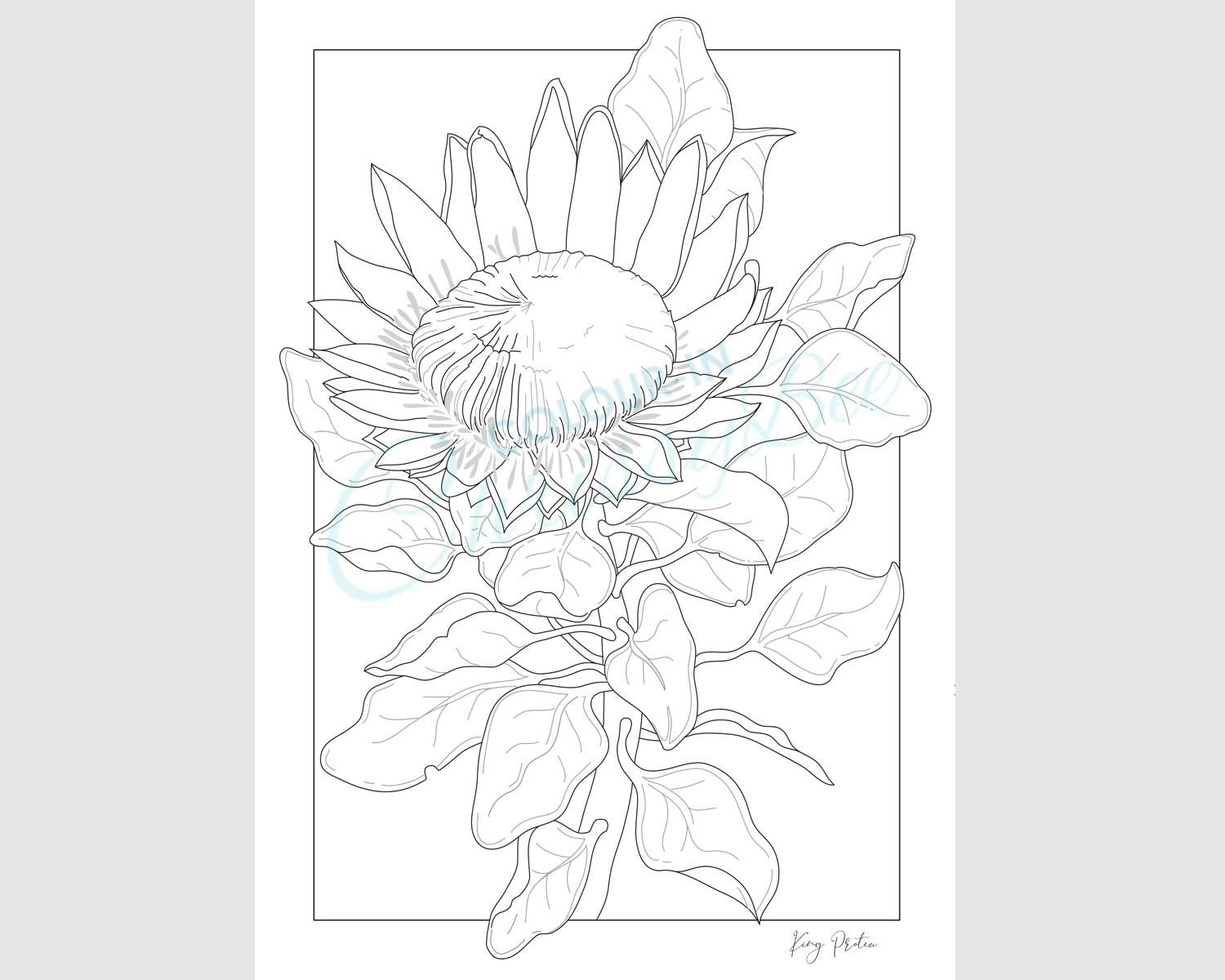 Protea Colouring Page, King Protea Printable, African Wildflower ...