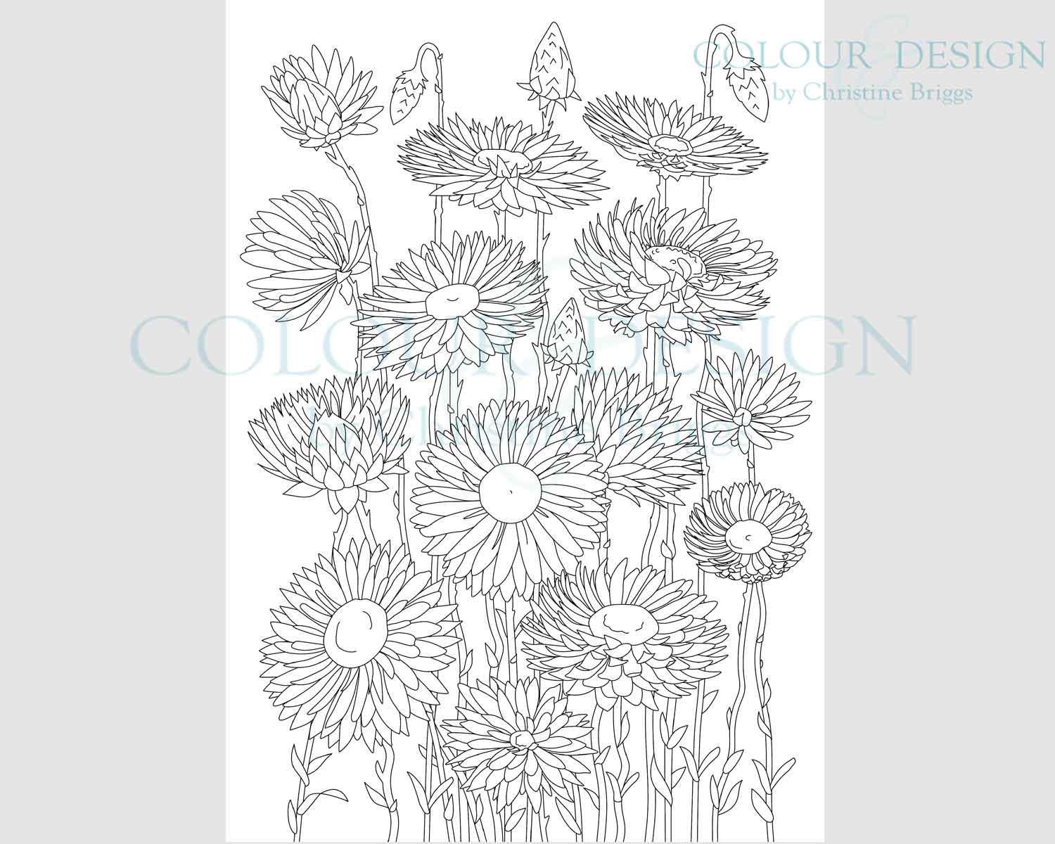 Australian Wildflower Colouring Page, Everlasting Flowers Printable PDF ...
