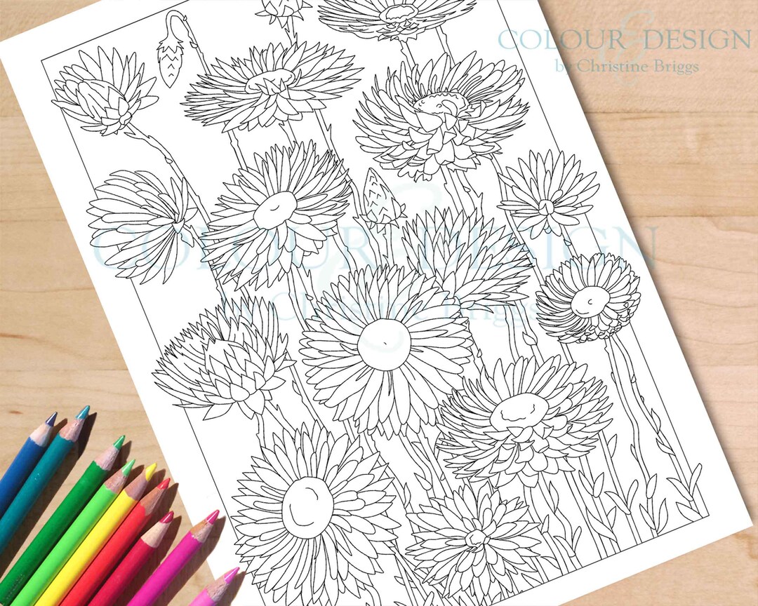 Australian Wildflower Colouring Page, Everlasting Flowers Printable PDF ...