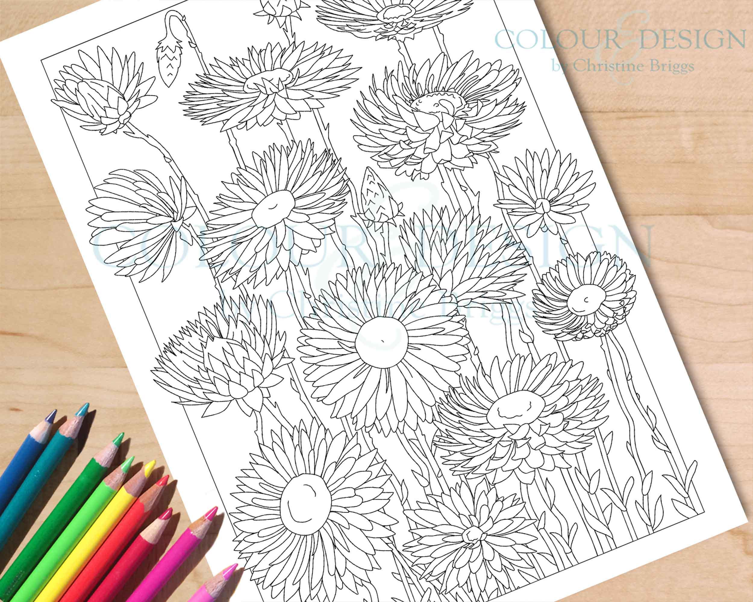 Australian Wildflower Colouring Page, Everlasting Flowers Printable PDF ...