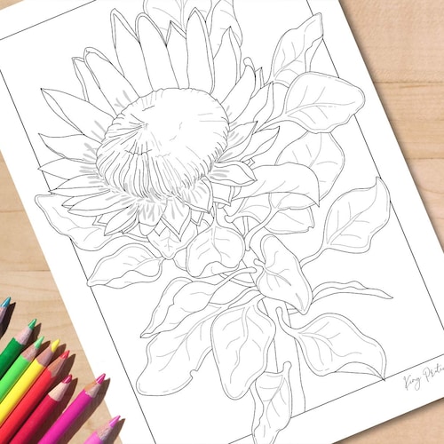 Protea Colouring Page King Protea Wildflower Printable - Etsy
