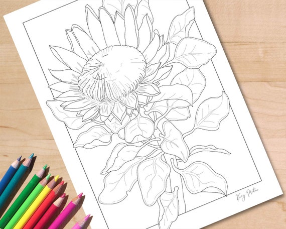 Protea Colouring Page King Protea Wildflower Printable - Etsy Australia