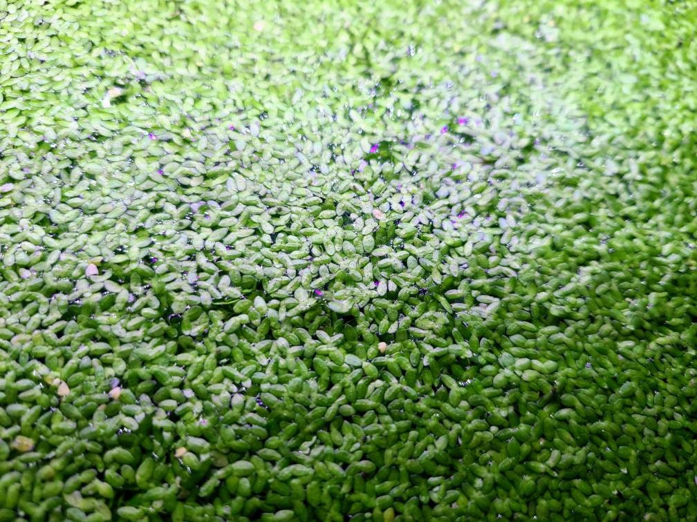 Duckweed lemna Fast Growing Oxygenating Live Aquarium | Etsy
