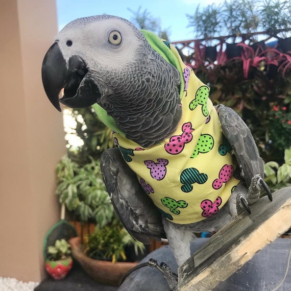 Pet Supplies Parrot-Bird-Cockatiel-cockatoo-Parakeet-Macaw-Conure ...
