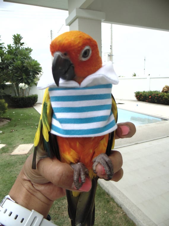 Pet Supplies Parrot-Bird-Cockatiel-cockatoo-Parakeet-Macaw-Conure ...