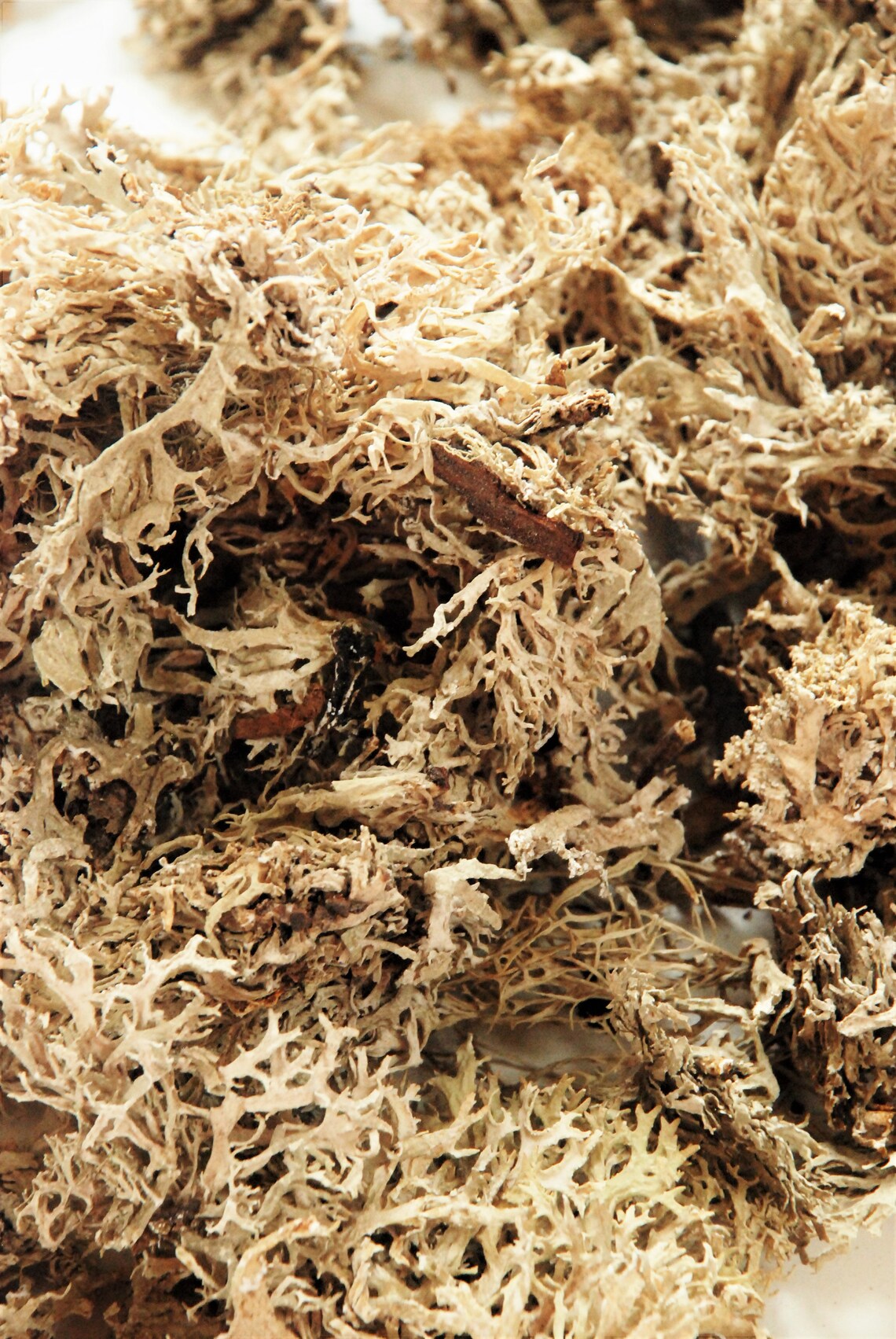 OAK MOSS ~ Quercus Lichen Cut ~ Dye Colour: Browns, Champagne, Beige - Etsy