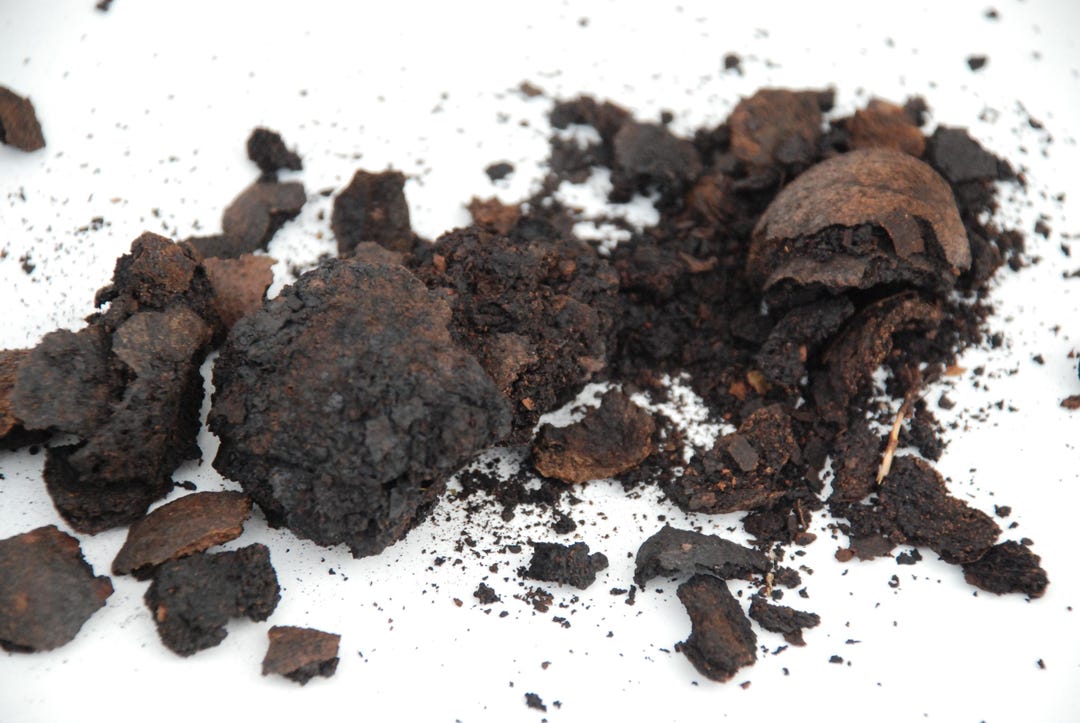 BLACK WALNUT Shells Dye – Earthy Brown, Natural Plant-based Dye for ...