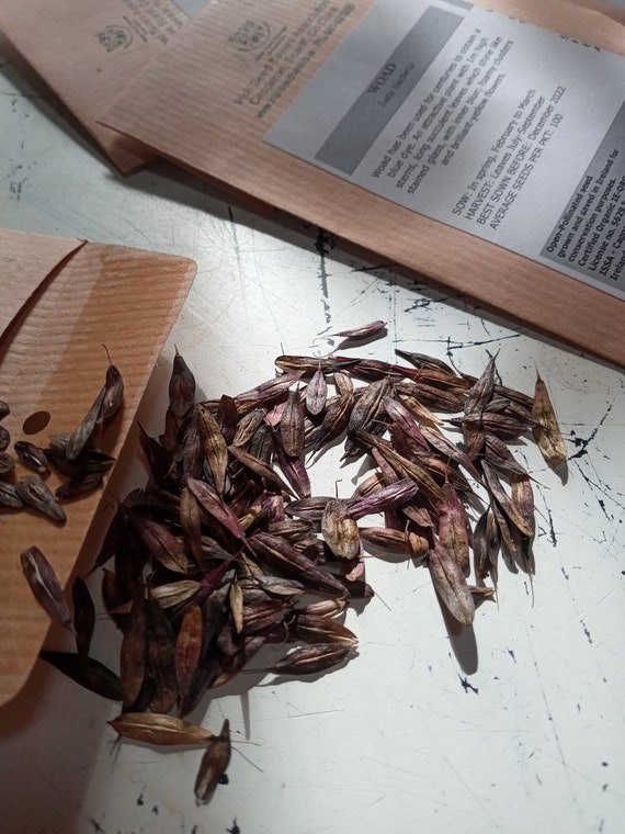 WOAD SEEDS ORGANIC 100 Heirloom Seeds Isatis Tinctoria Seeds | Etsy