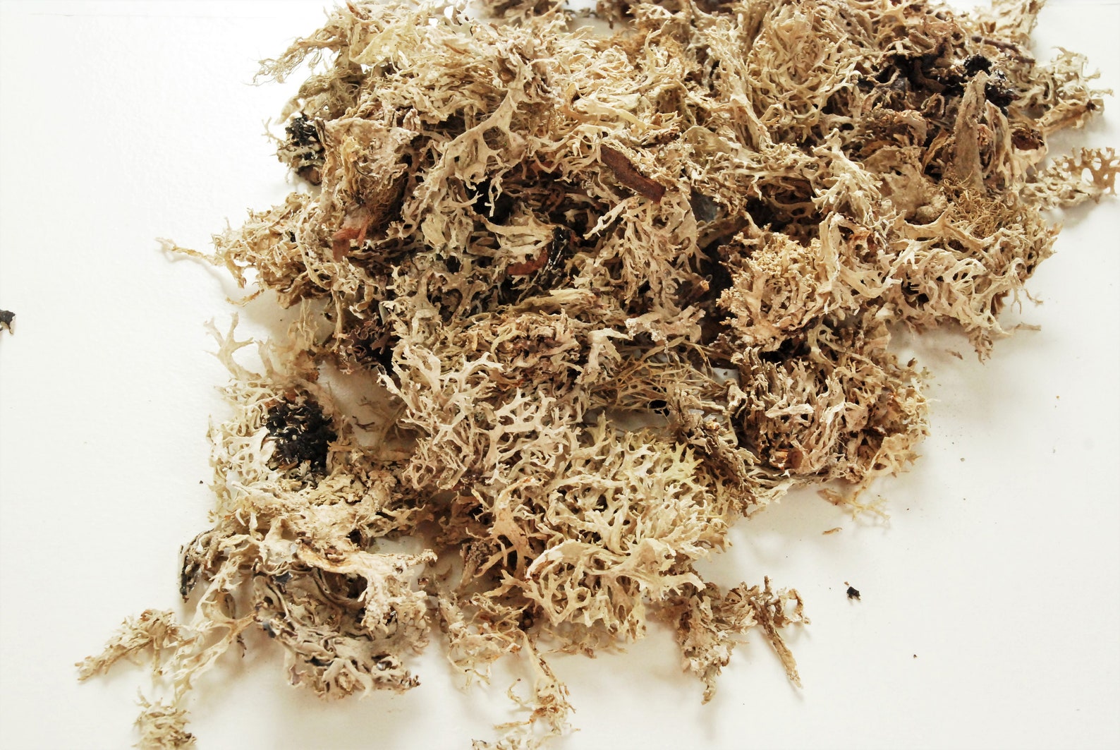 OAK MOSS ~ Quercus Lichen Cut ~ Dye Colour: Browns, Champagne, Beige - Etsy