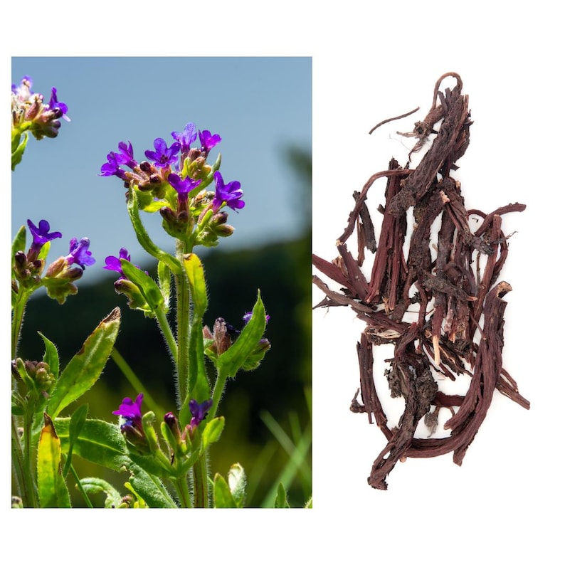 ALKANET ROOT NATURAL Dye ~ Cut and Ground Available - Etsy
