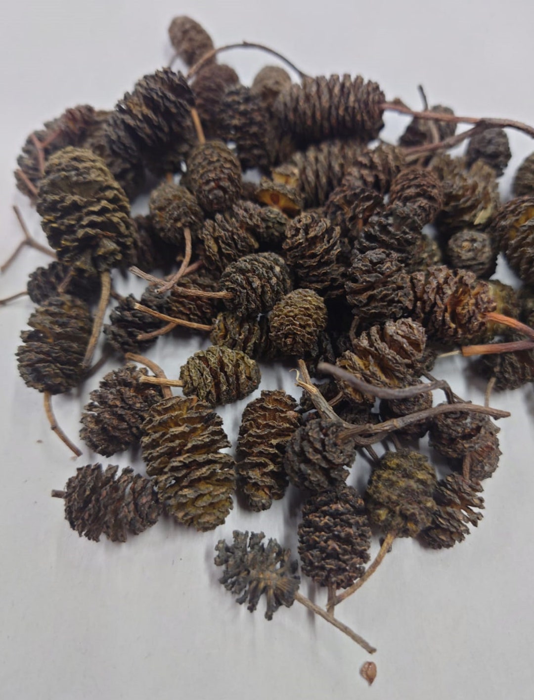 ALDER CONES NATURAL Dye ~ Alnus Botanical Dye - Natural Plant Dye ...