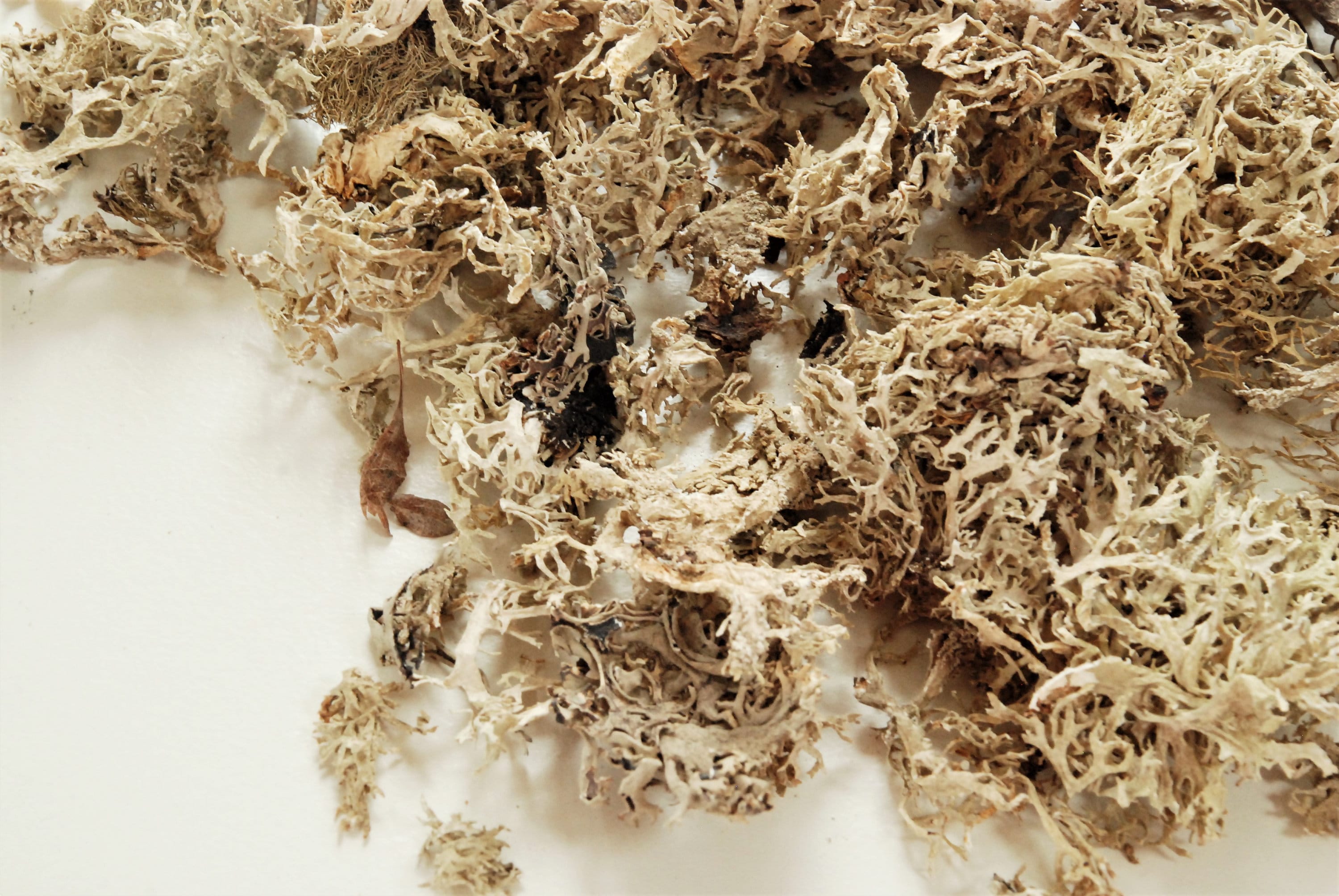 OAK MOSS ~ Quercus Lichen Cut ~ Dye Colour: Browns, Champagne, Beige - Etsy