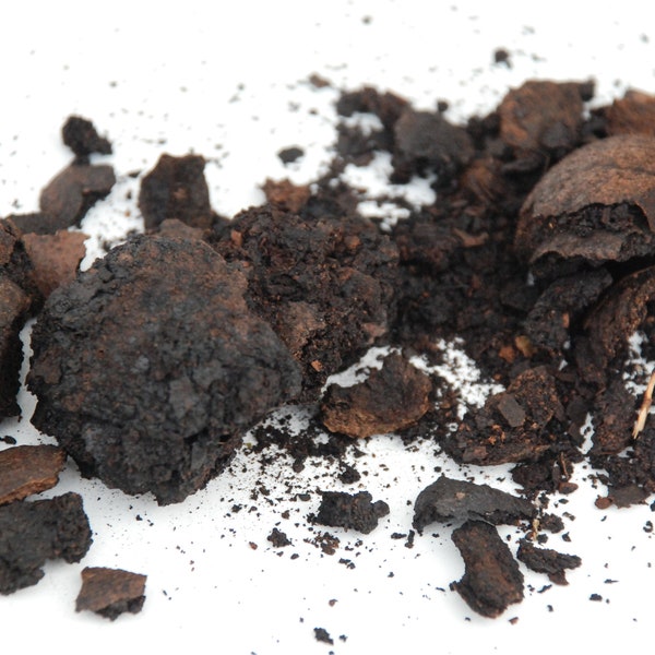 Black Walnut Shells - Etsy