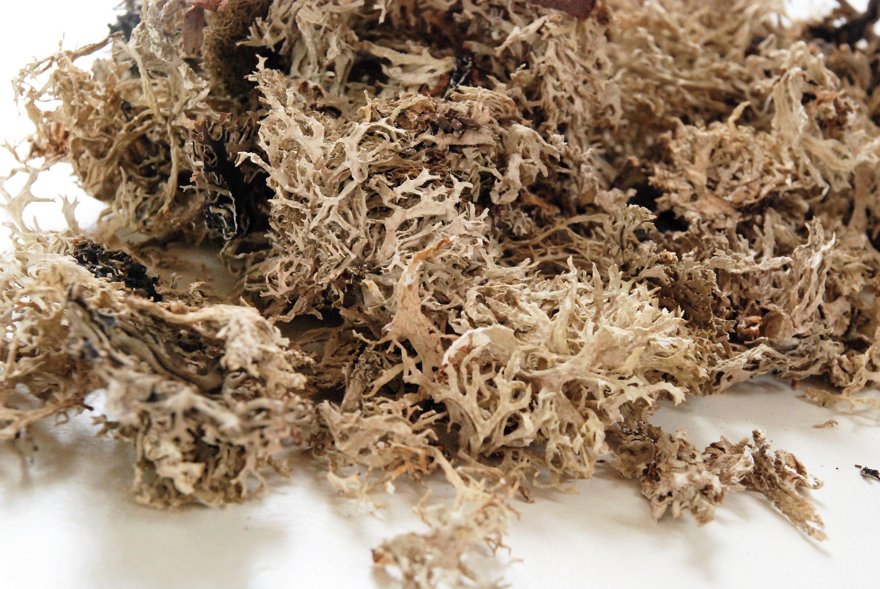 OAK MOSS ~ Quercus Lichen Cut ~ Dye Colour: Browns, Champagne, Beige - Etsy