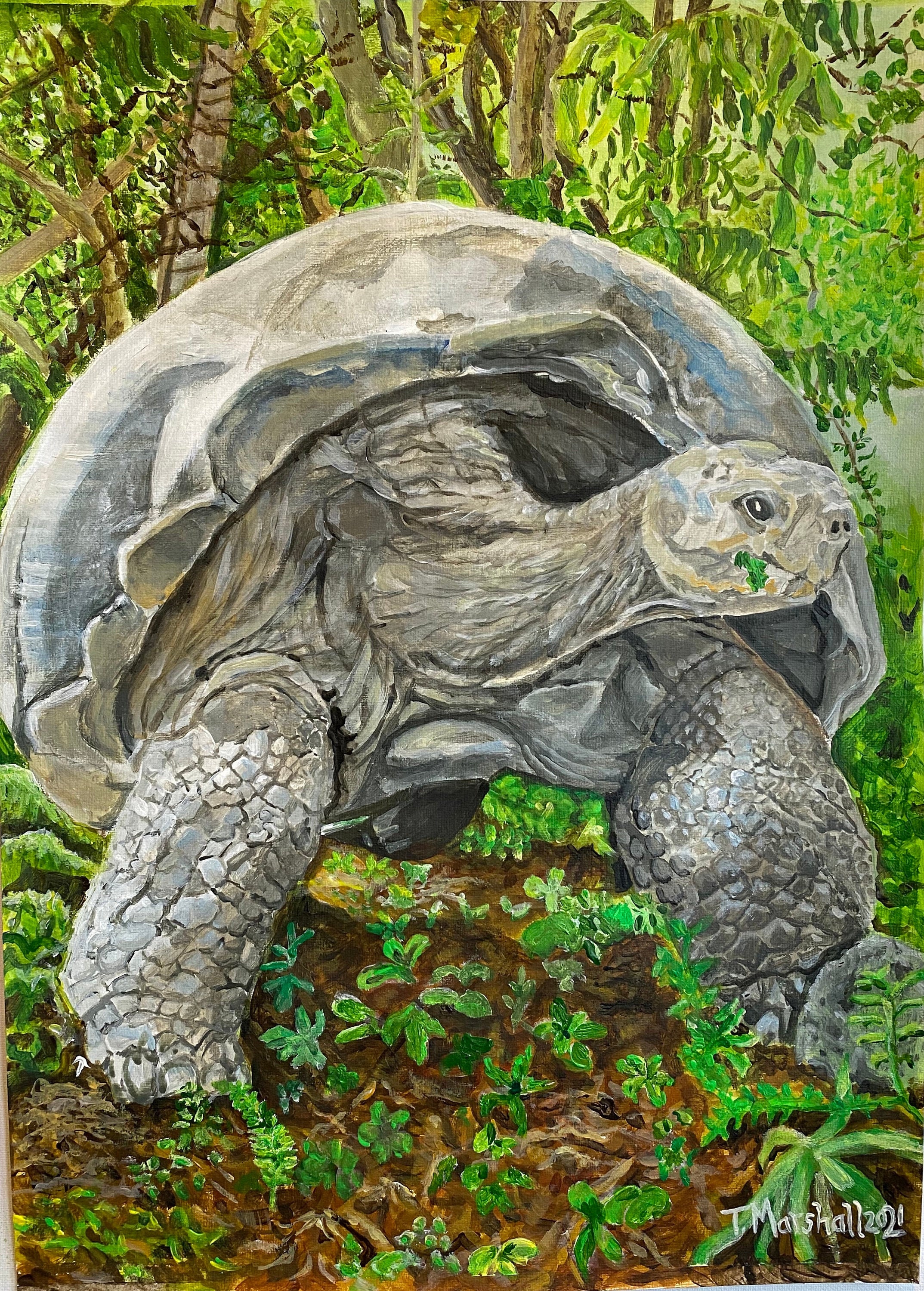 Giant Tortoise Drawing