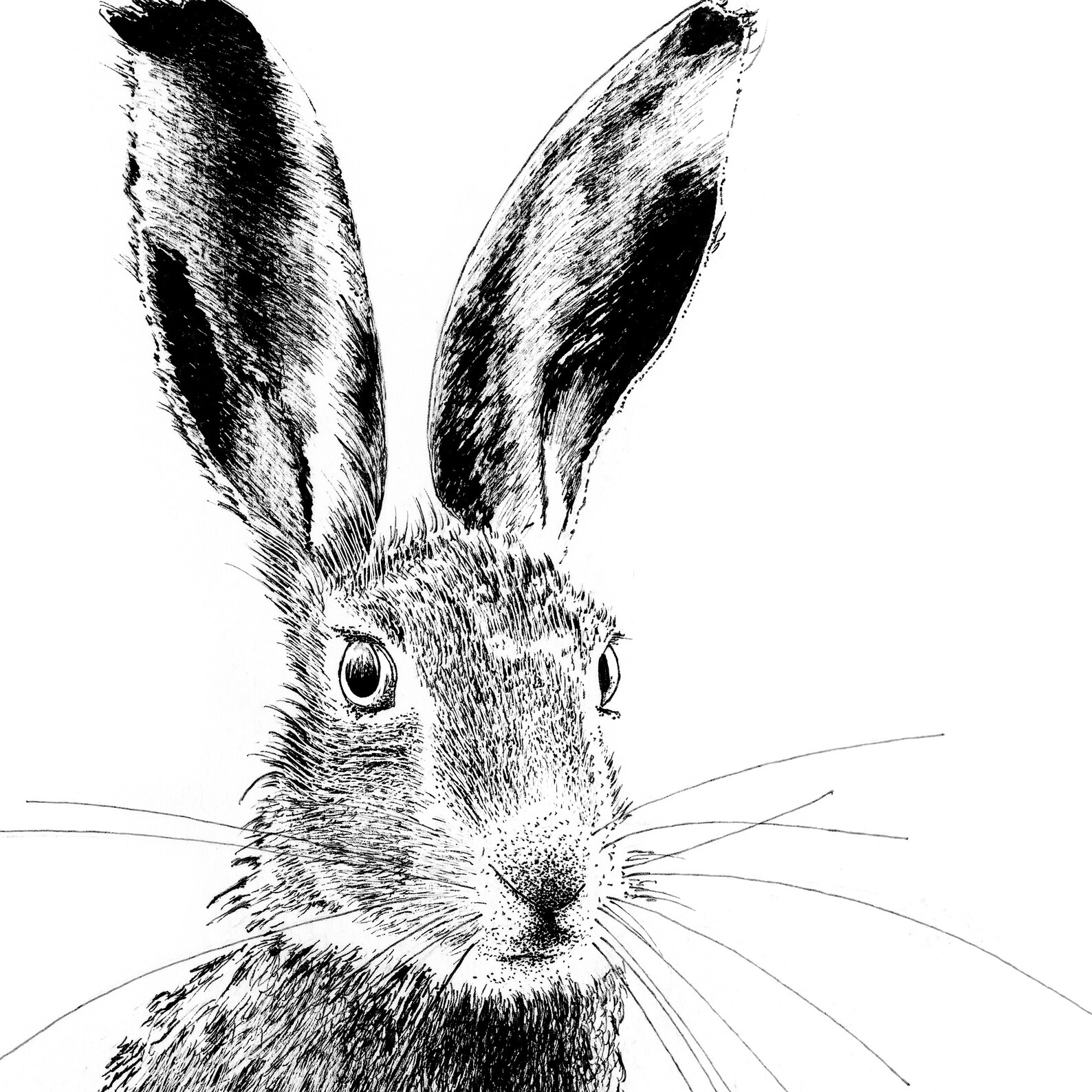 Hase Print A4 Hase Wandkunst Wildtier Druck Hase Illustration - Etsy.de