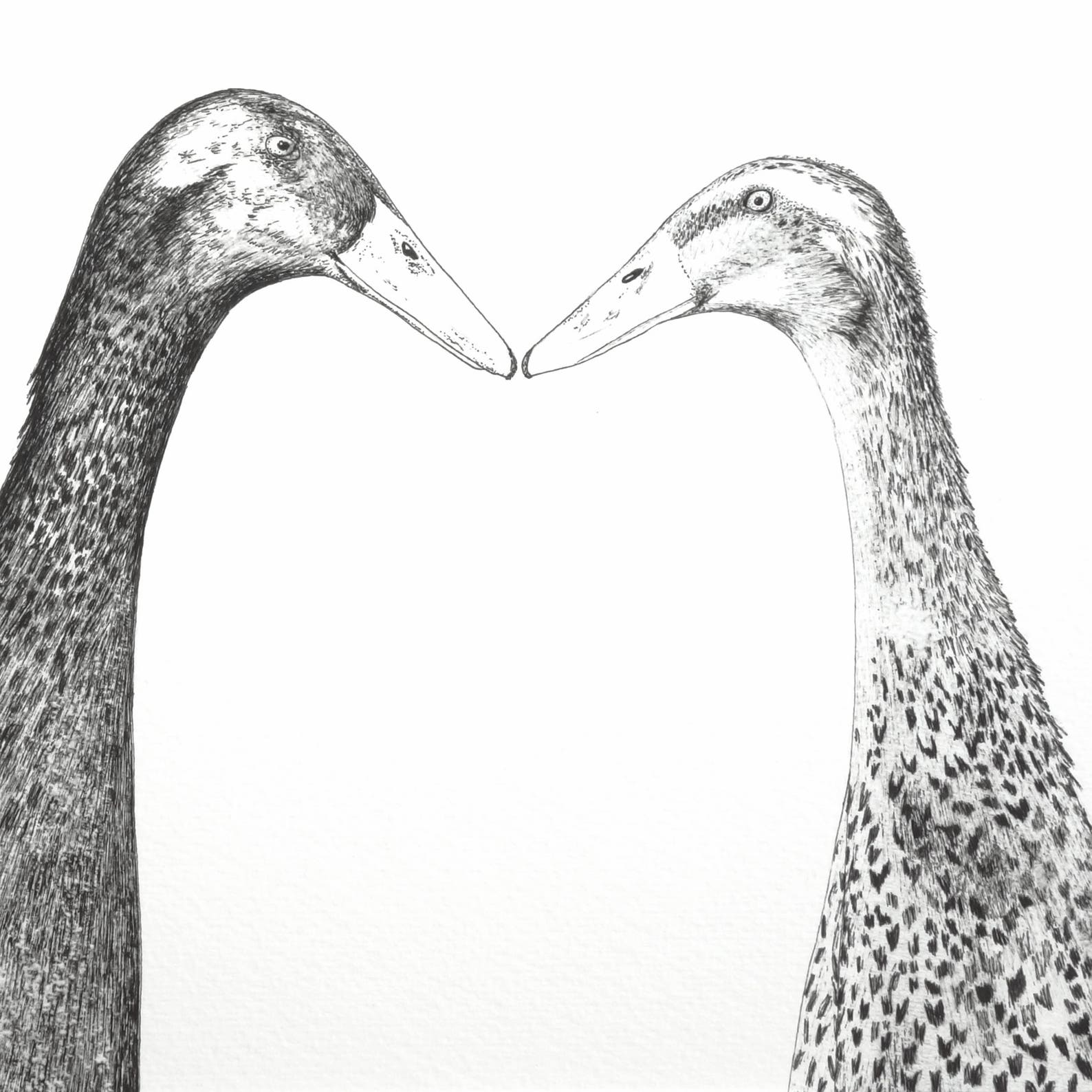 Duck Illustrated Print - A4 Duck Illustration - Duck Art Poster - New ...