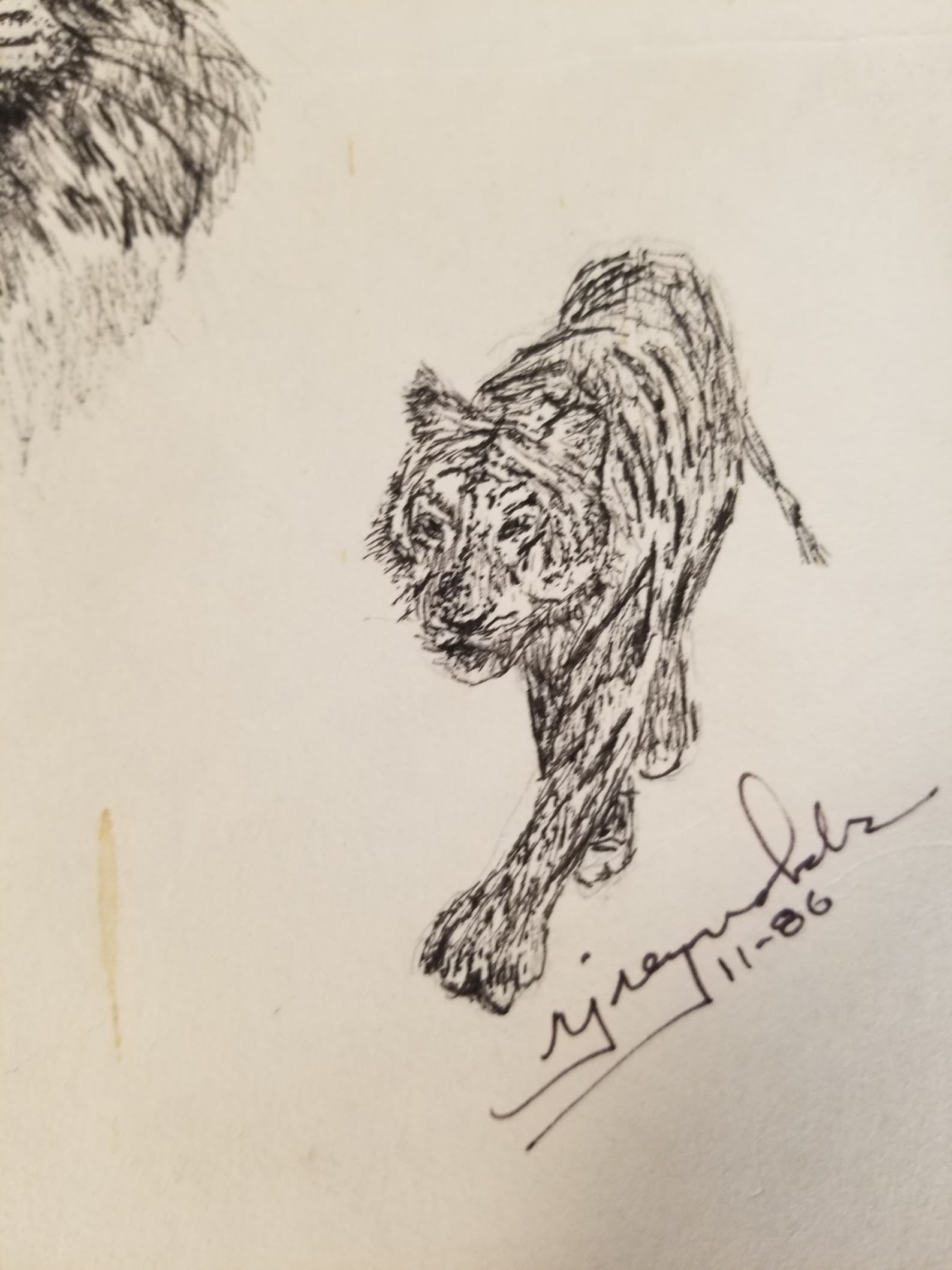 Original Pen and Ink Tiger Study by Artist NJ Reynolds | Etsy