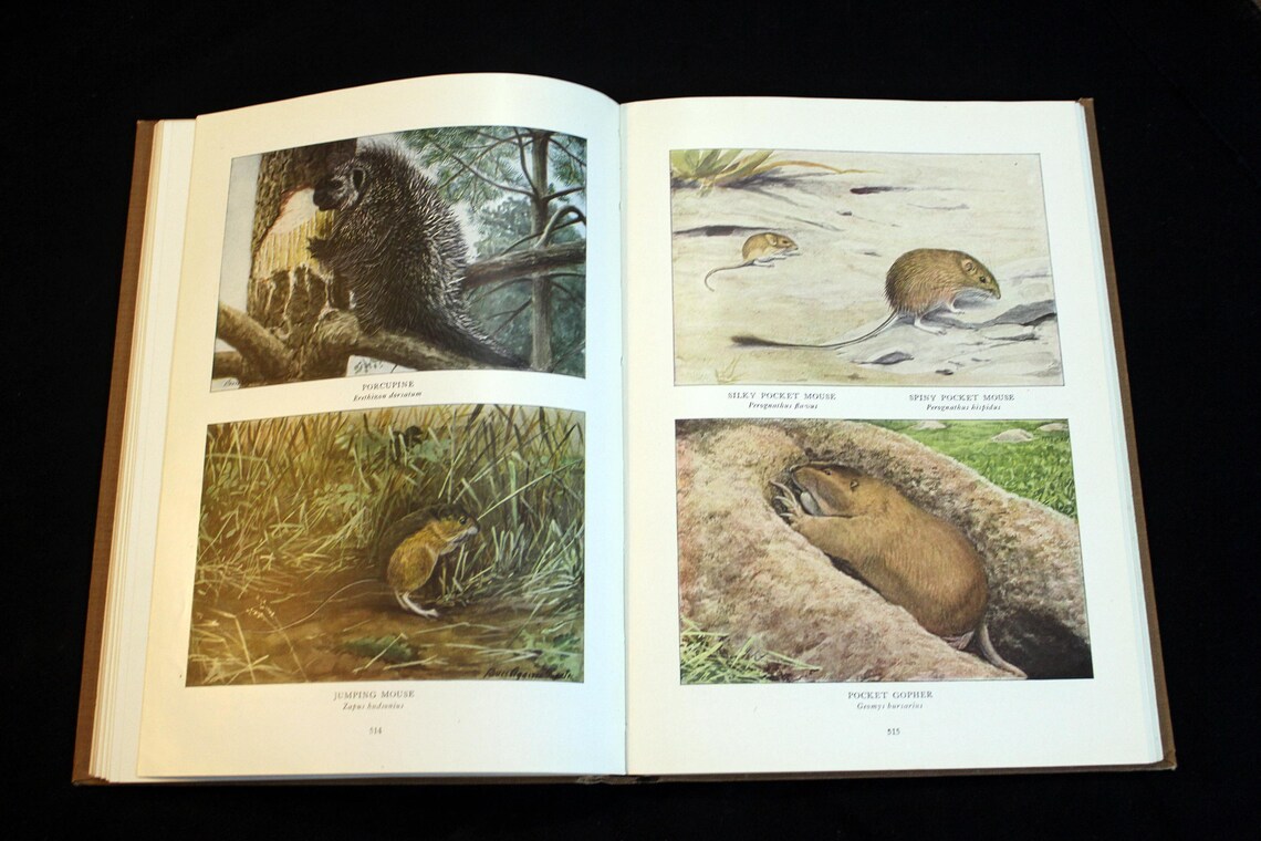 Wild Animals of North America by Edward W Nelson 1918 Color and B/W ...