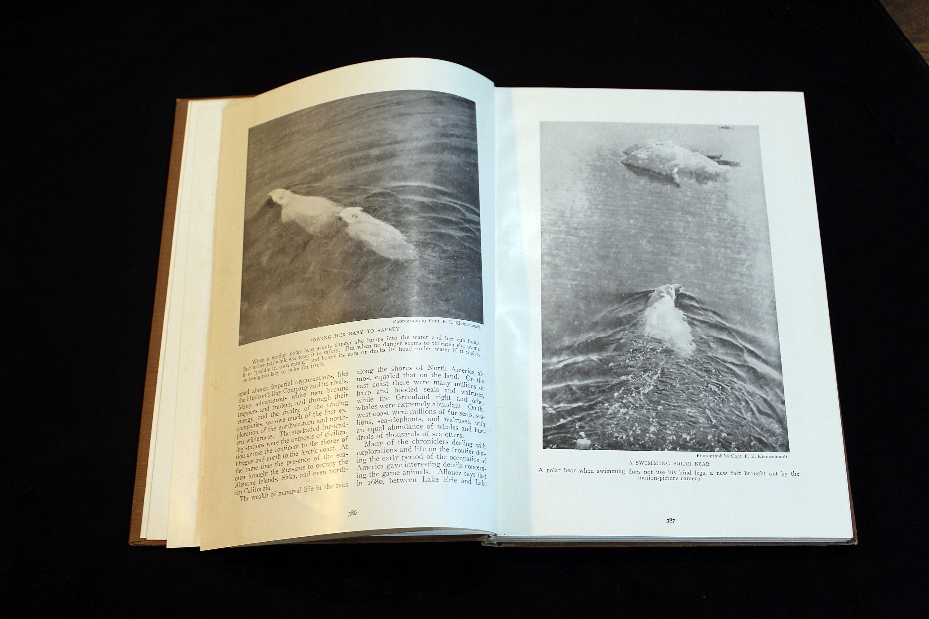 Wild Animals of North America by Edward W Nelson 1918 Color and B/W ...
