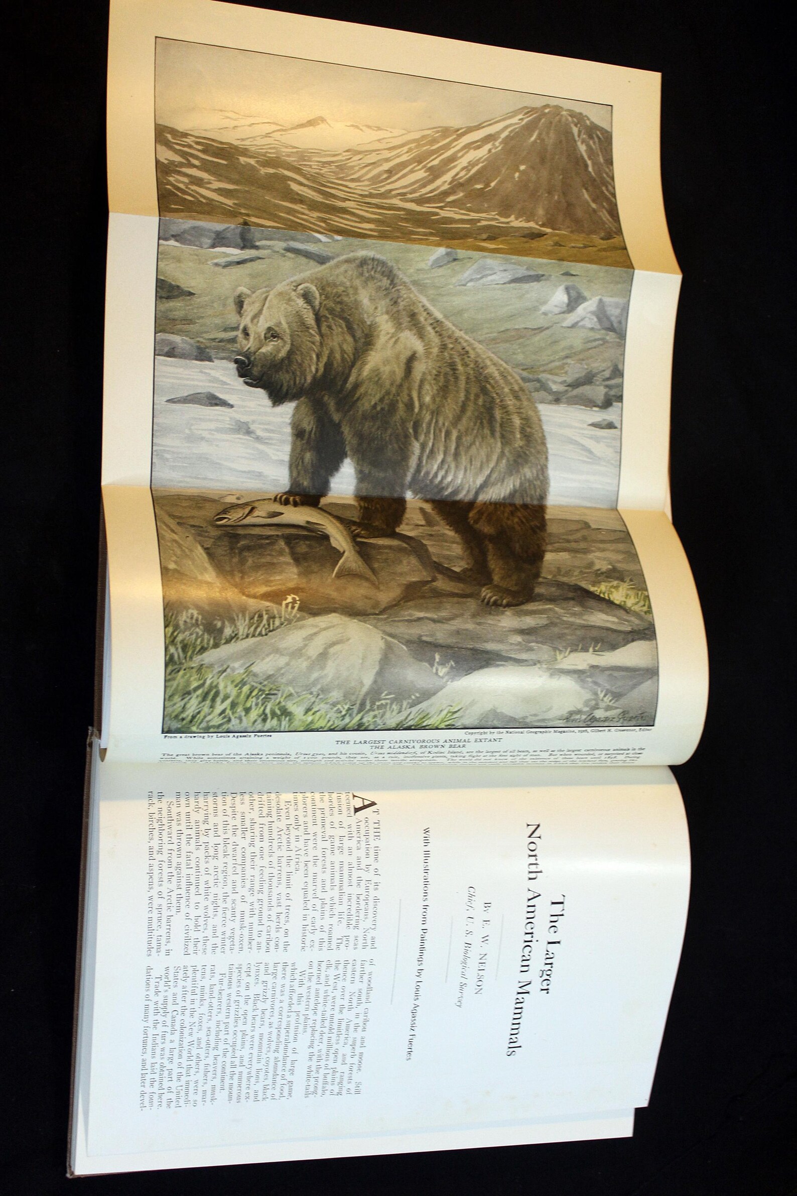Wild Animals of North America by Edward W Nelson 1918 Color and B/W ...