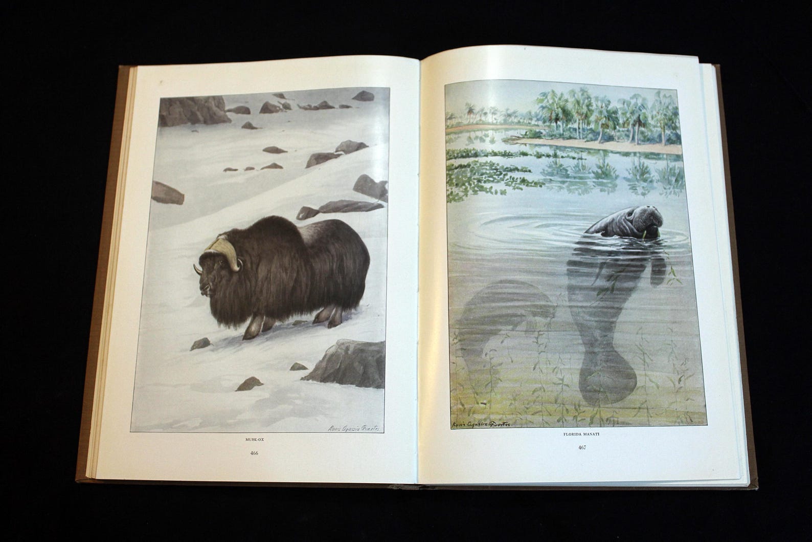Wild Animals of North America by Edward W Nelson 1918 Color and B/W ...