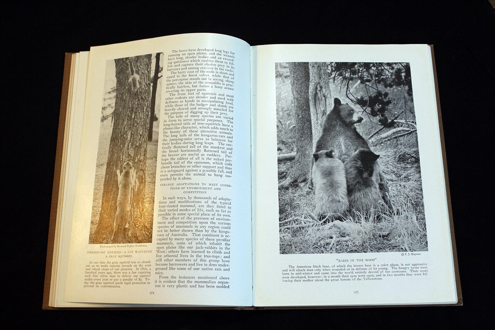 Wild Animals of North America by Edward W Nelson 1918 Color and B/W ...