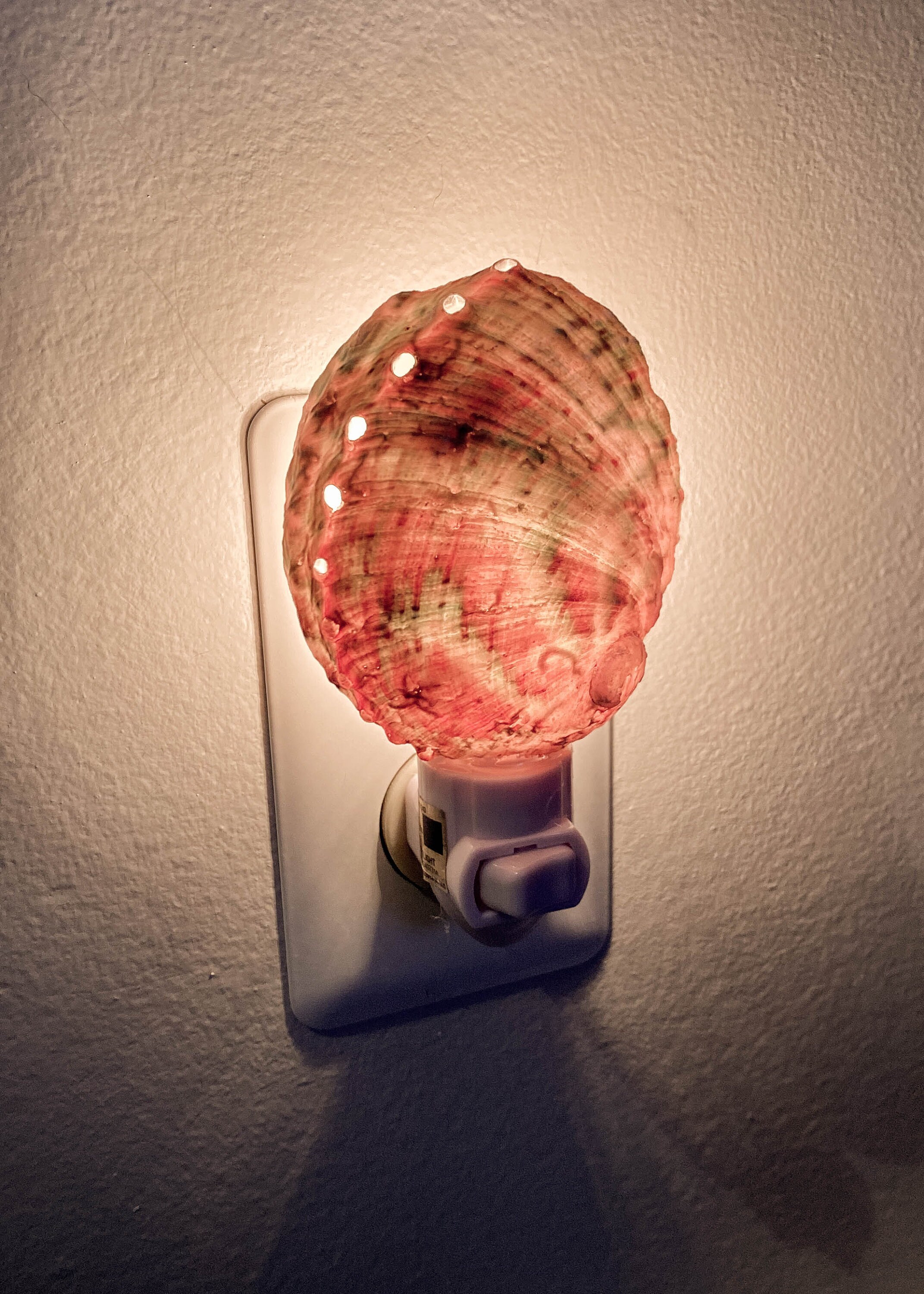 Abalone Shell Night Light - Etsy