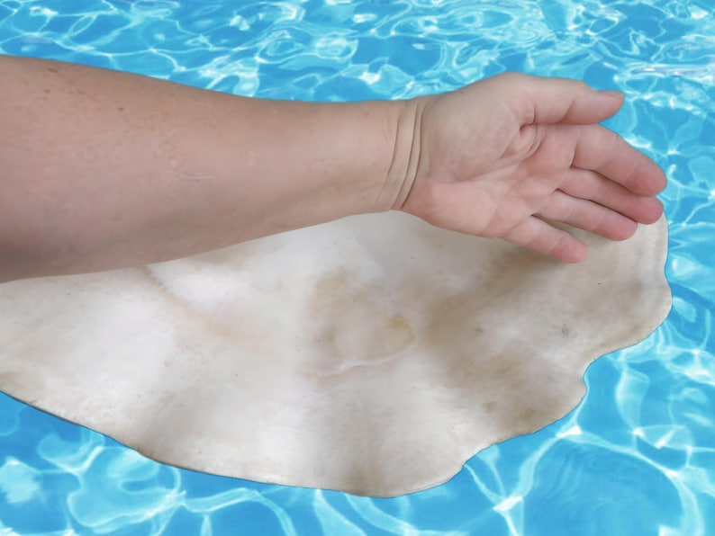 Large Clam Shell Half / Natural Sea Shell - Etsy