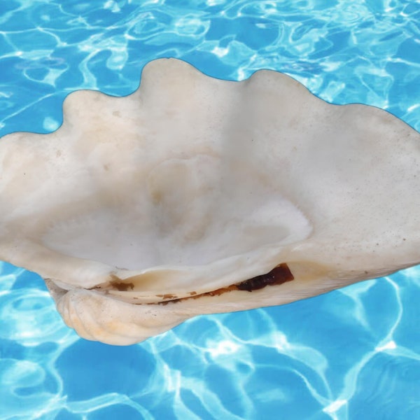 Clam Shell Planter - Etsy