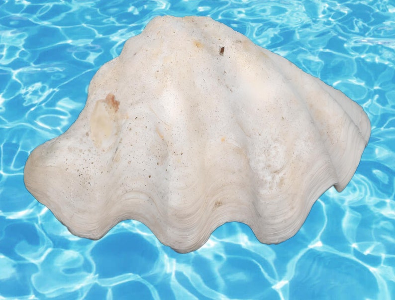 Large Clam Shell Half / Natural Sea Shell - Etsy