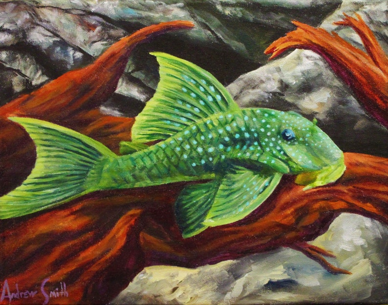 Phantom Pleco Painting and Prints - Original Art - Fish, Aquarium - Etsy