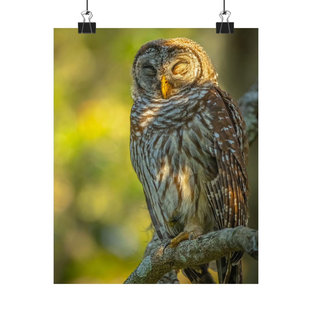 Owl Vertical Poster: Charming Nature Wall Art for Cozy Home - Etsy