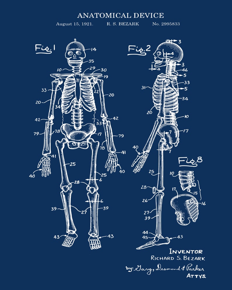Anatomical Skeleton Patent Print Medical Student Gift - Etsy