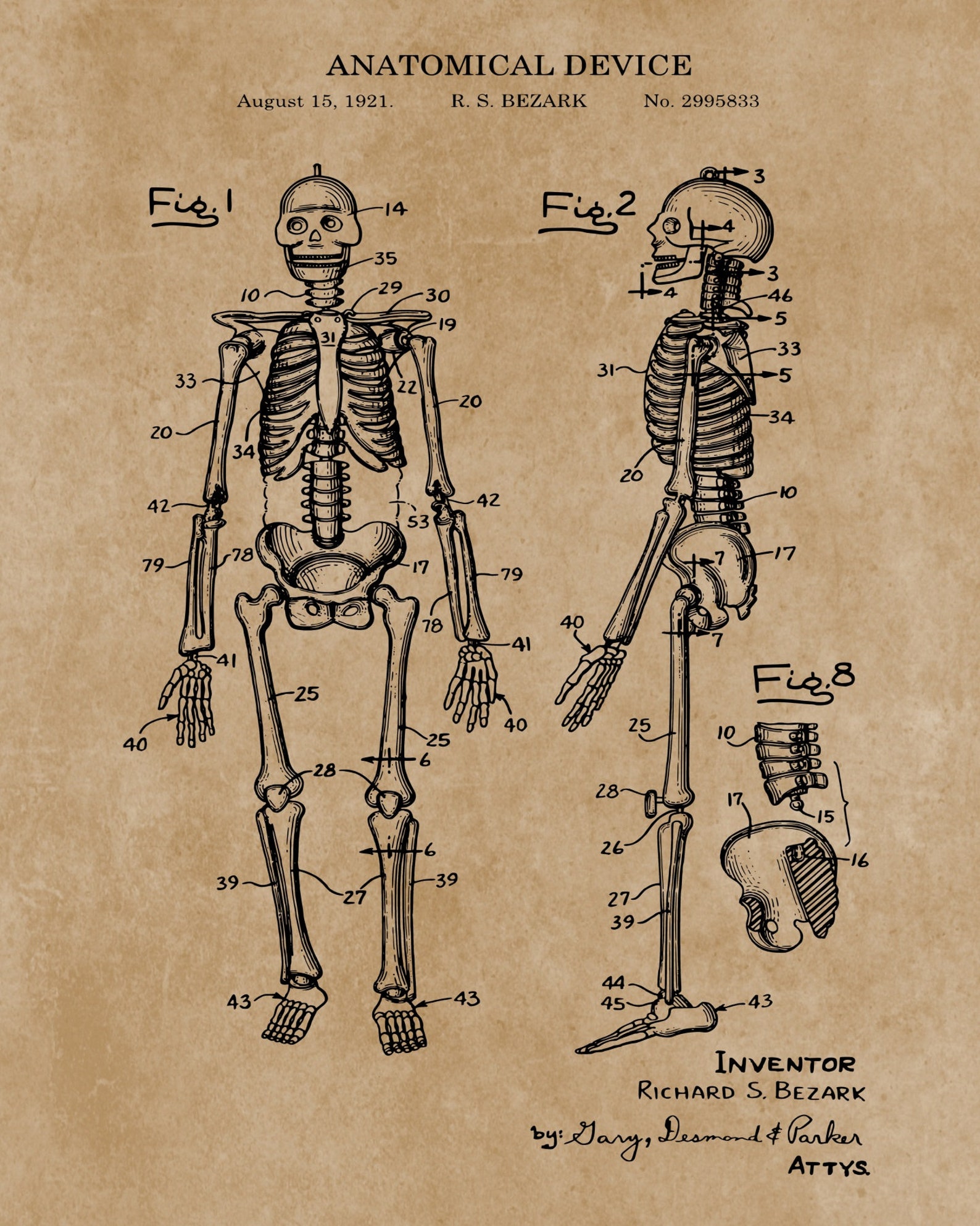 Anatomical Skeleton Patent Print: Medical Anatomy Art (digital Download ...
