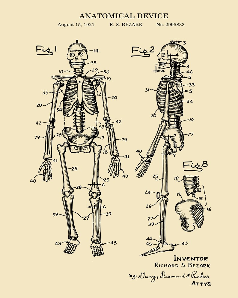 Anatomical Skeleton Patent Print Medical Student Gift - Etsy