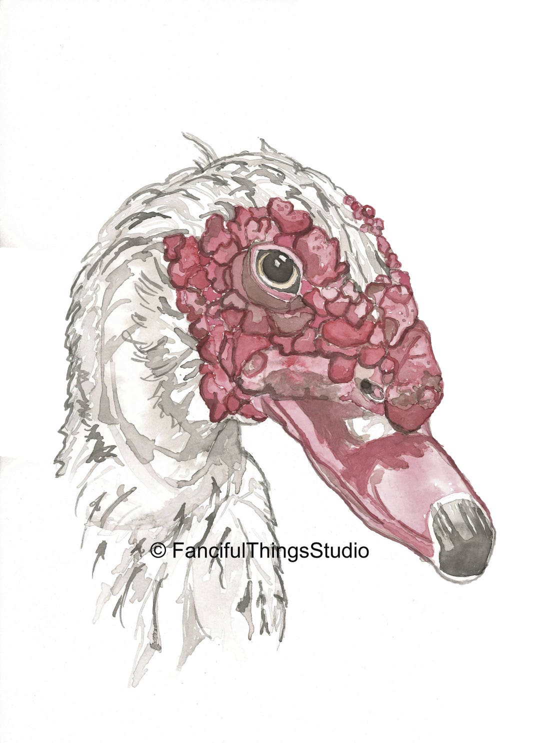 Muscovy Duck - Etsy