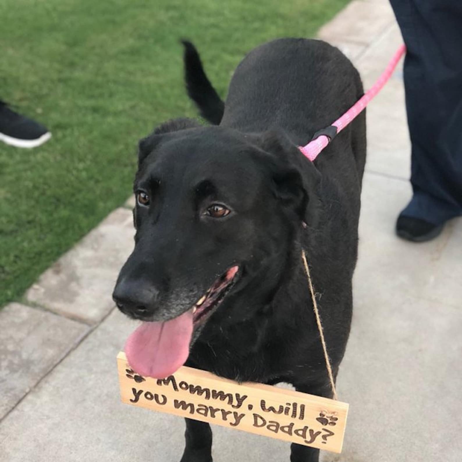 Wooden Dog Engagement Sign, Proposal Sign, Handmade Personalized Dog ...