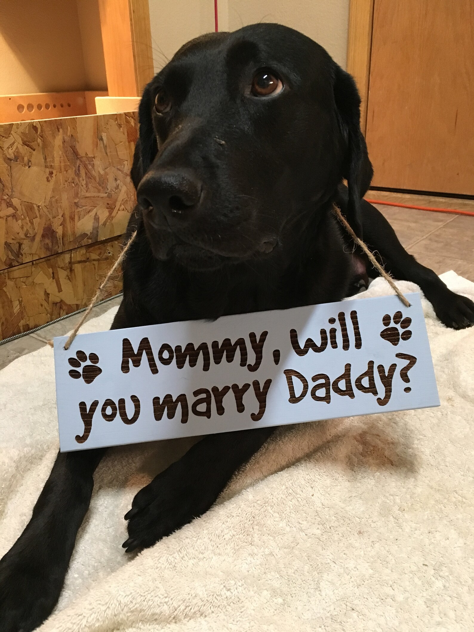 Dog Engagement Photos Sign at Charles Casale blog
