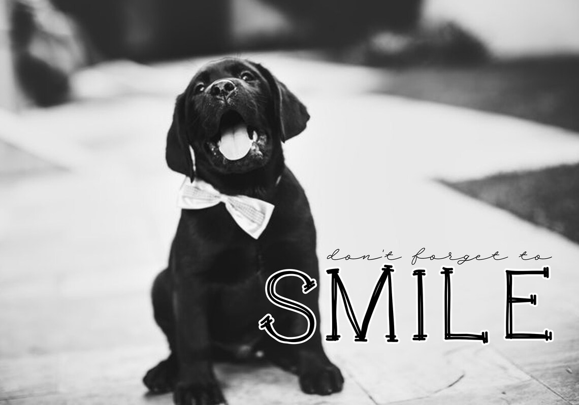 Cats and Dogs A Cute Handwritten Font TTF / OTF | Etsy