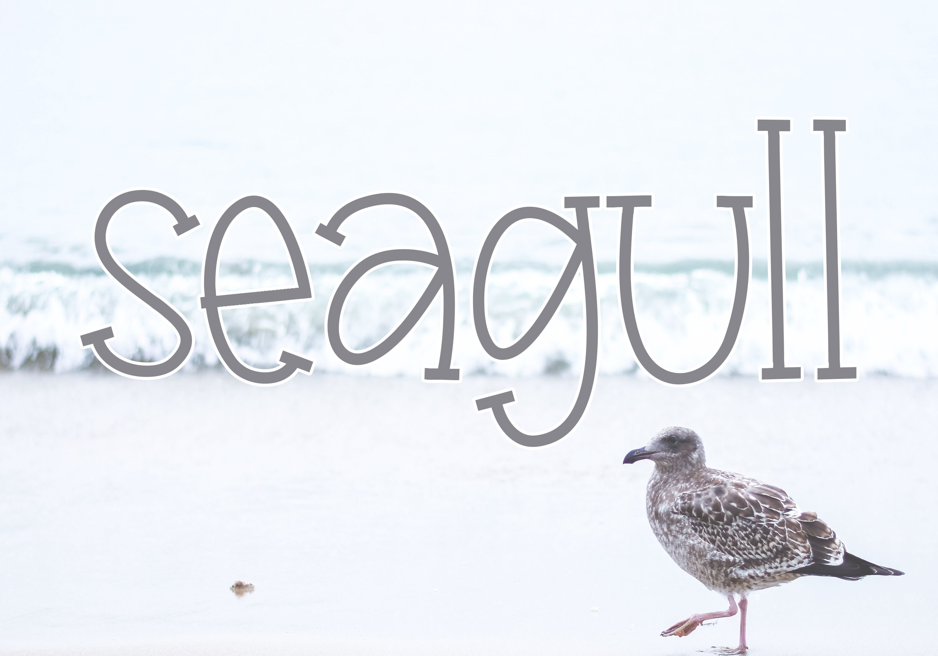 Seagull A Handwritten Font TTF / OTF | Etsy